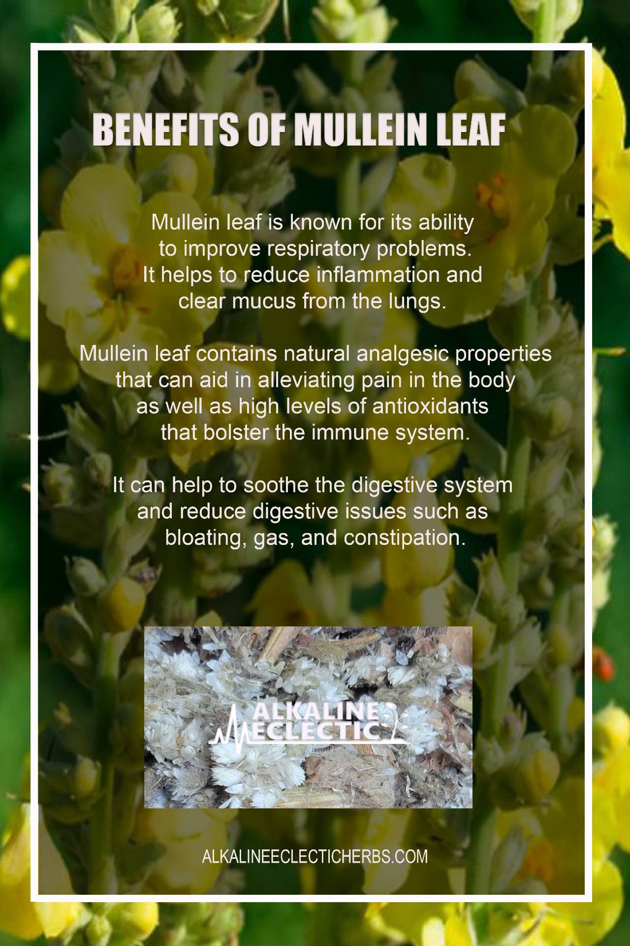Mullein Leaf - Alkaline Herbs for Asthma